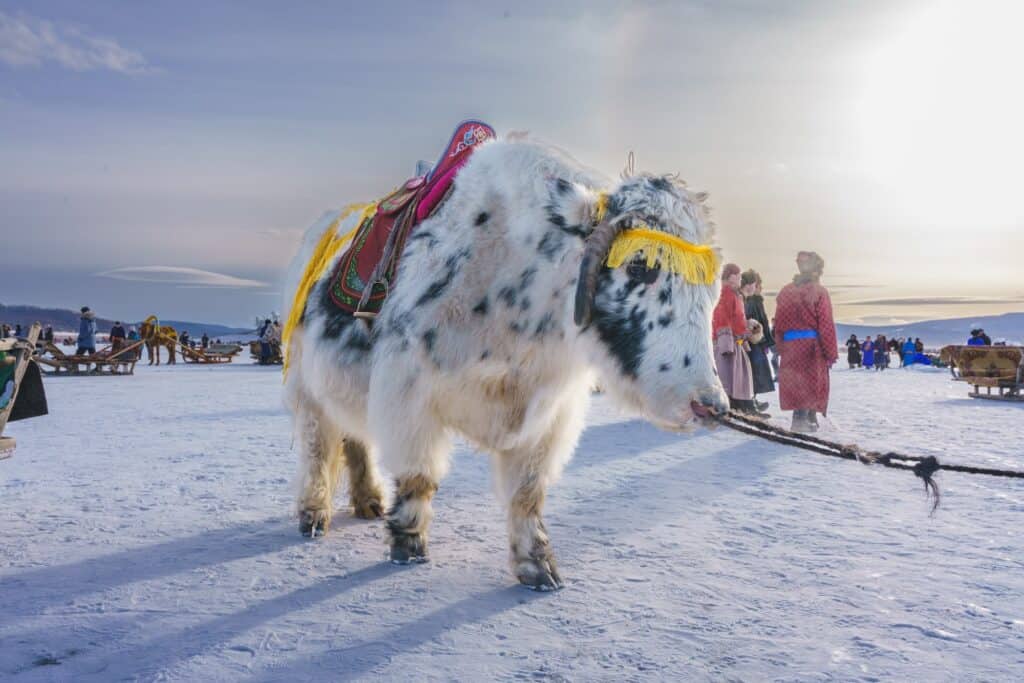 Mongolia Winter Tour: Explore the Stunning Snowy Landscapes