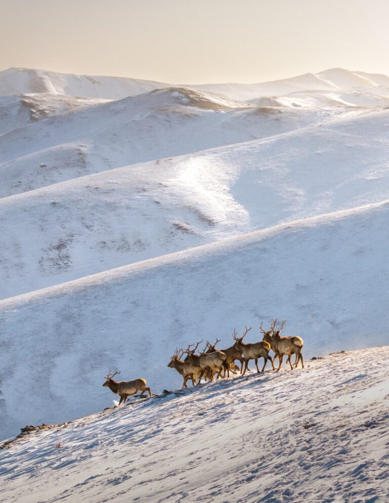 Mongolia Winter Tour: Explore the Stunning Snowy Landscapes